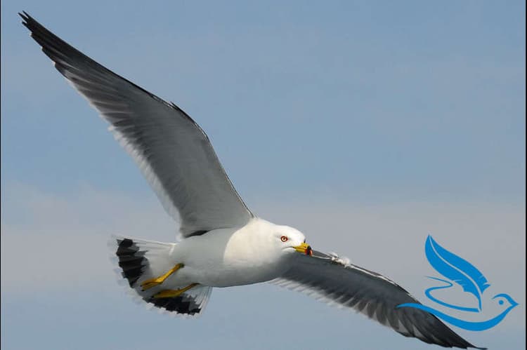 Chemische Zeichensprache - lernen mit Serlo!